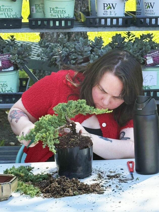 Ki No Kaze Bonsai Club hosts hands-on workshop at Scot’s Marketplace ...
